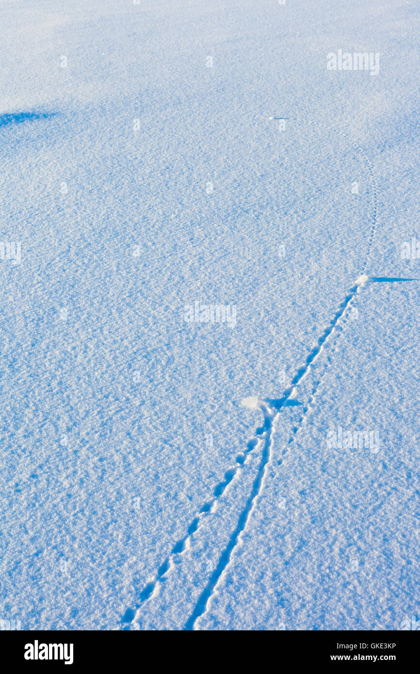 Trajectory lines on snow surface Stock Photo - Alamy