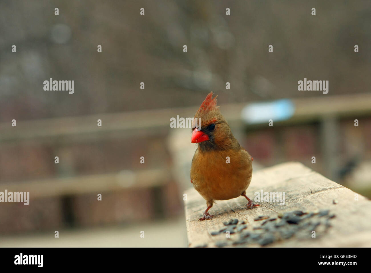 Cardinal Cardinalidae female Stock Photo - Alamy