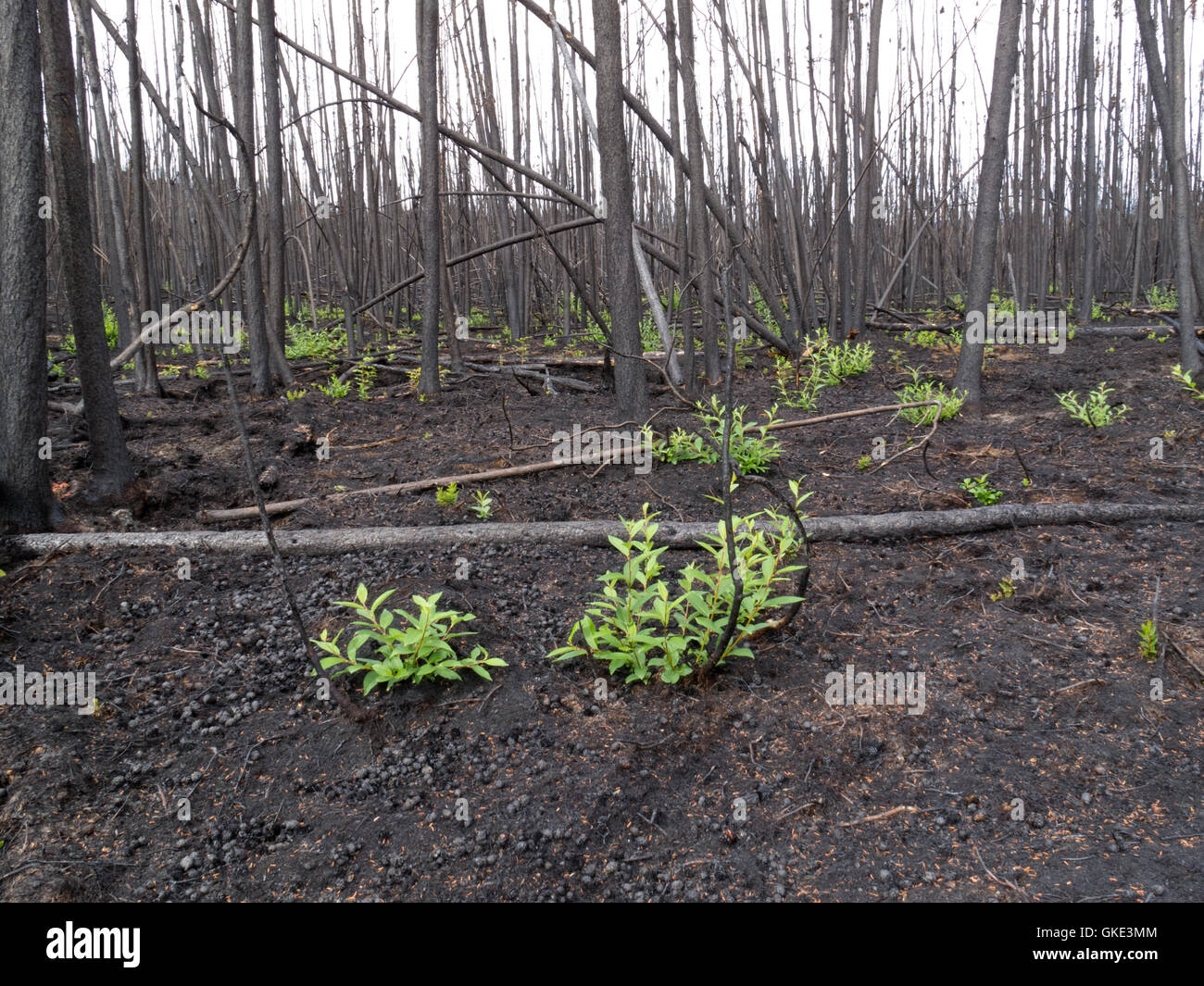 Recent burn of boreal forest Stock Photo - Alamy