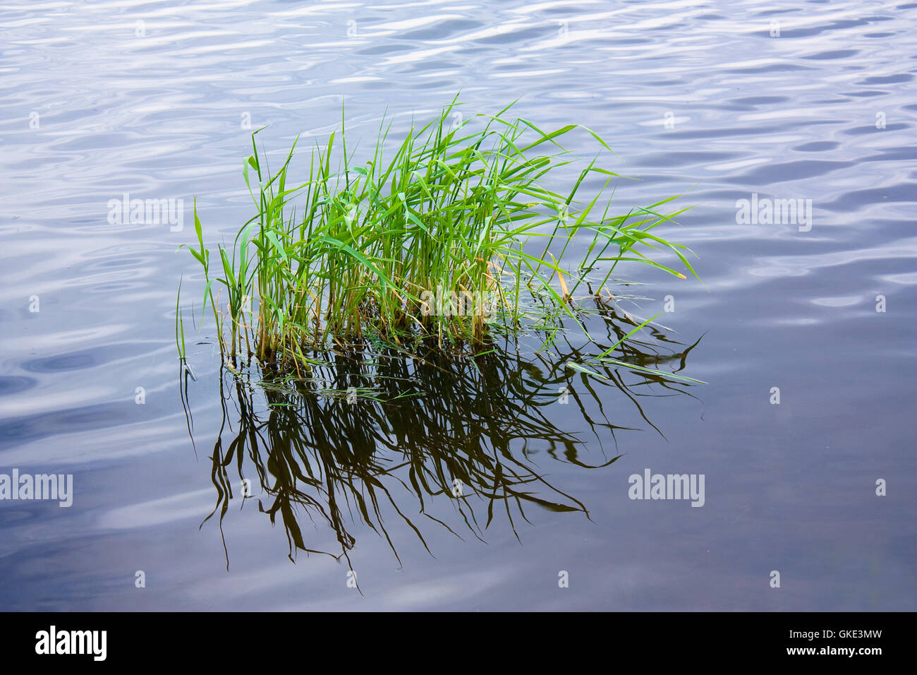 The bush of green grass Stock Photo - Alamy