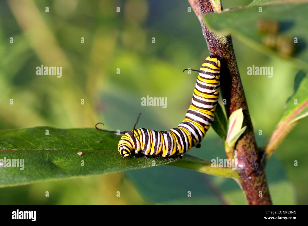 Monarch Butterfly Caterpillar Stock Photo - Alamy