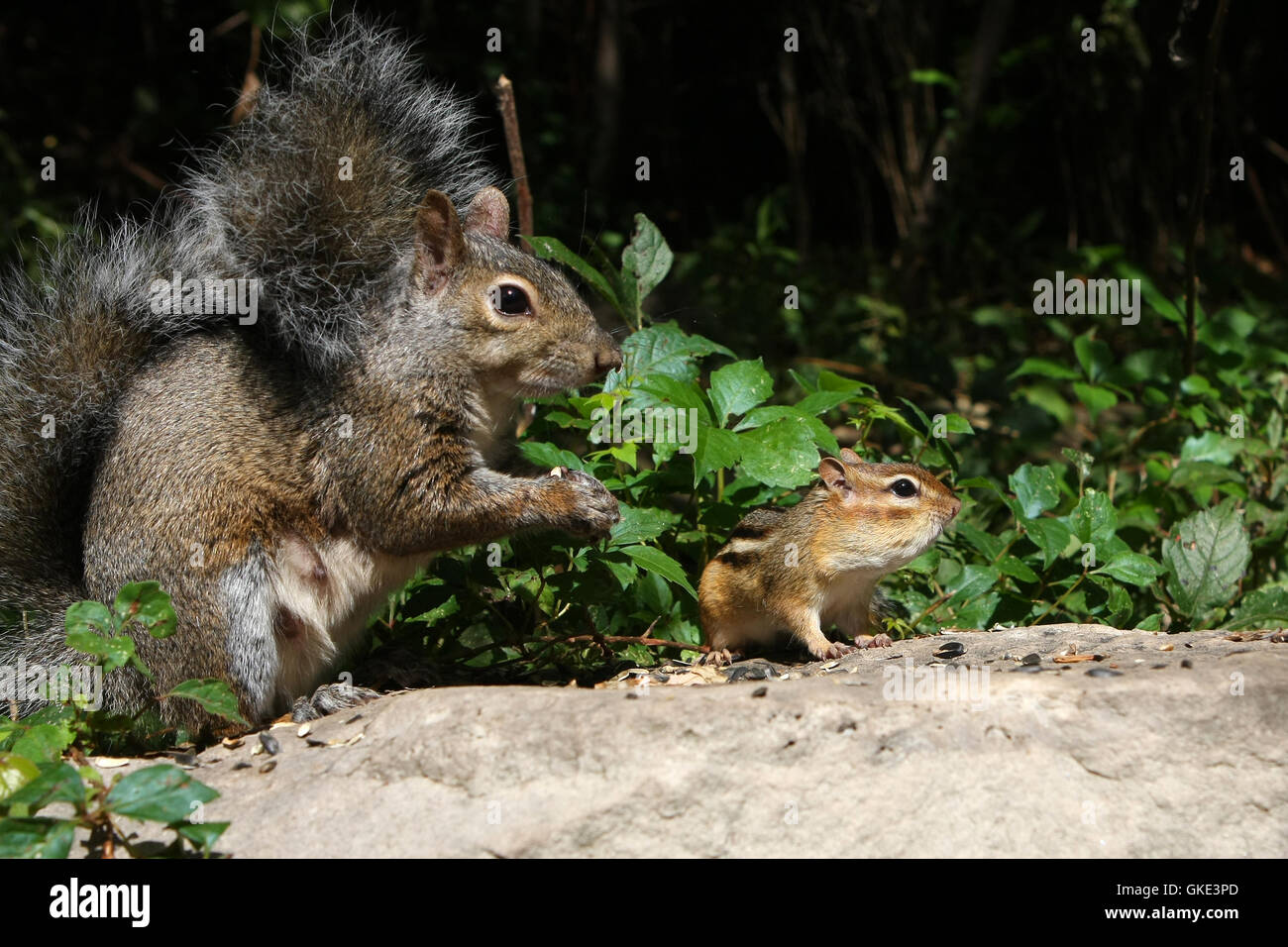 Gray chipmunk hi-res stock photography and images - Alamy