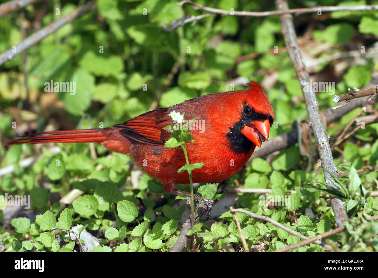 Young male cardinal hi-res stock photography and images - Alamy