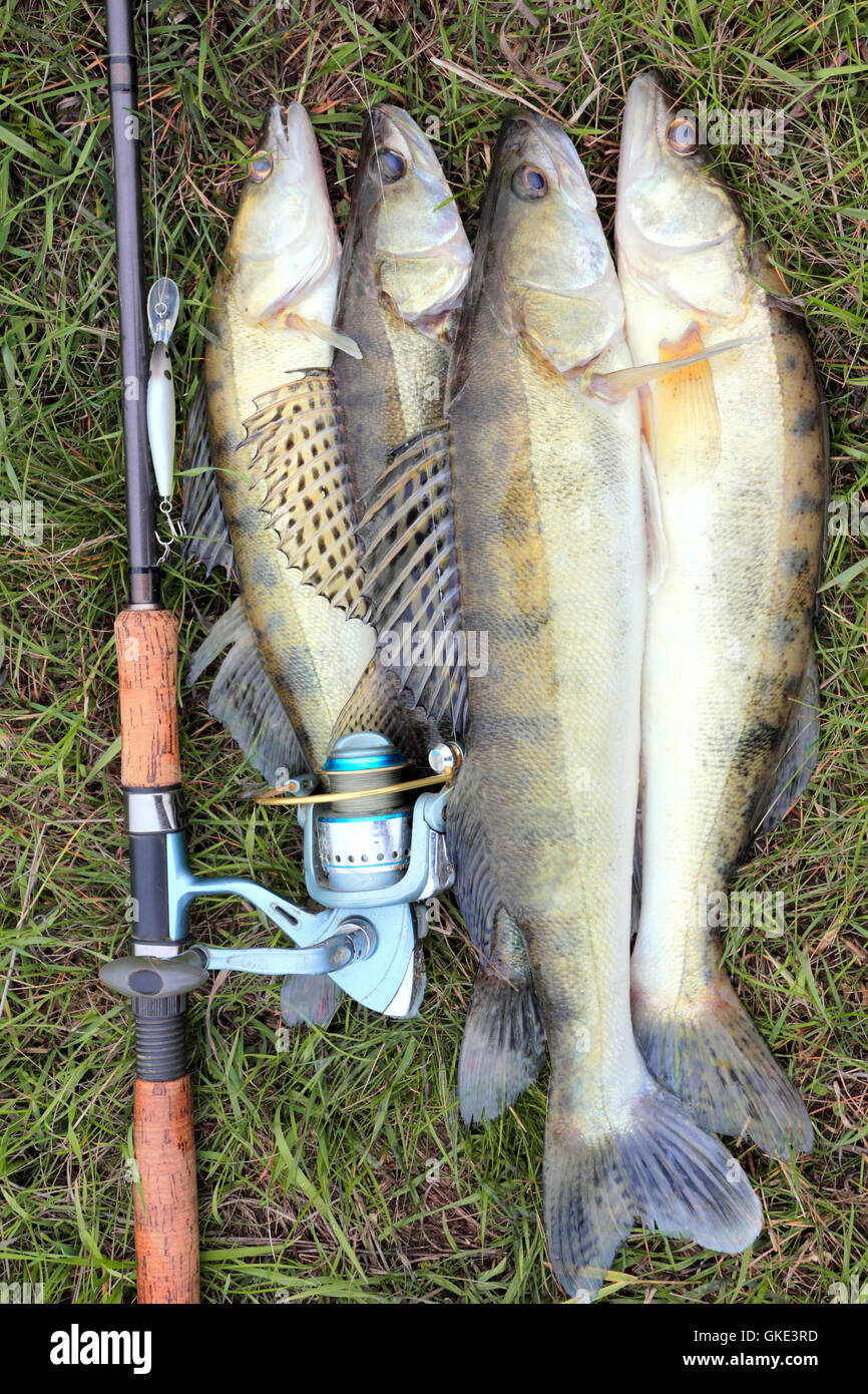 fishing catch - zander Stock Photo - Alamy