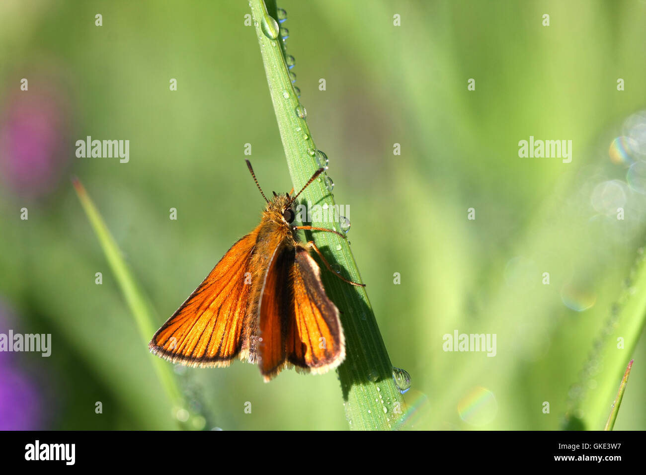 Chequered skipper butterflies hi-res stock photography and images - Alamy