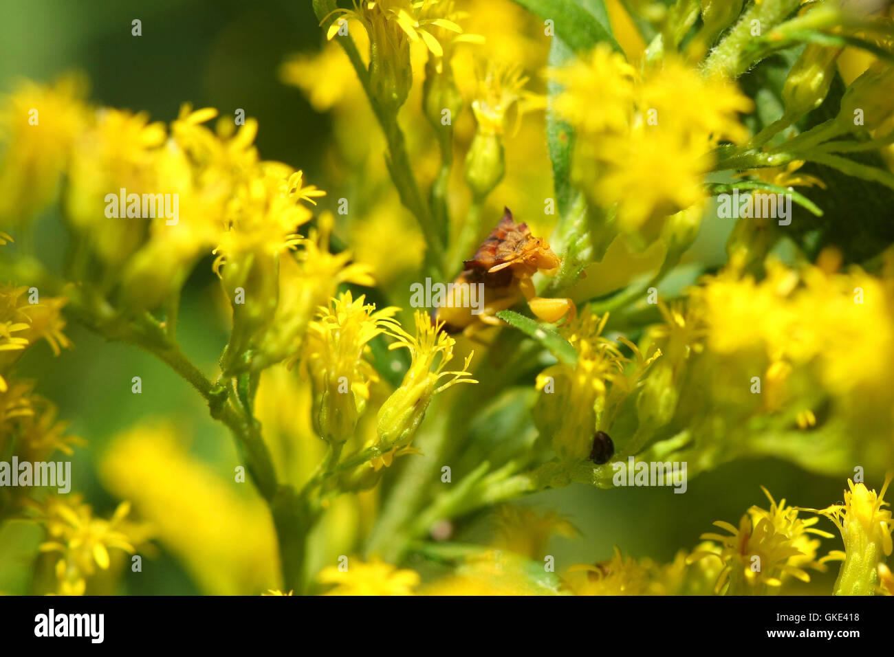 Ambush Bug Phymatinae Stock Photo - Alamy