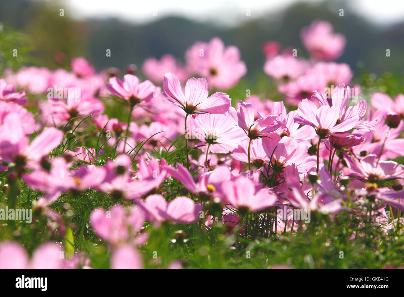 Blossom pink flower in a beautiful day Stock Photo - Alamy