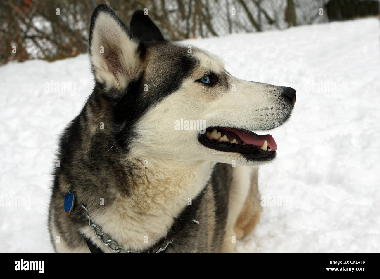 Siberian Husky Dog Stock Photo - Alamy
