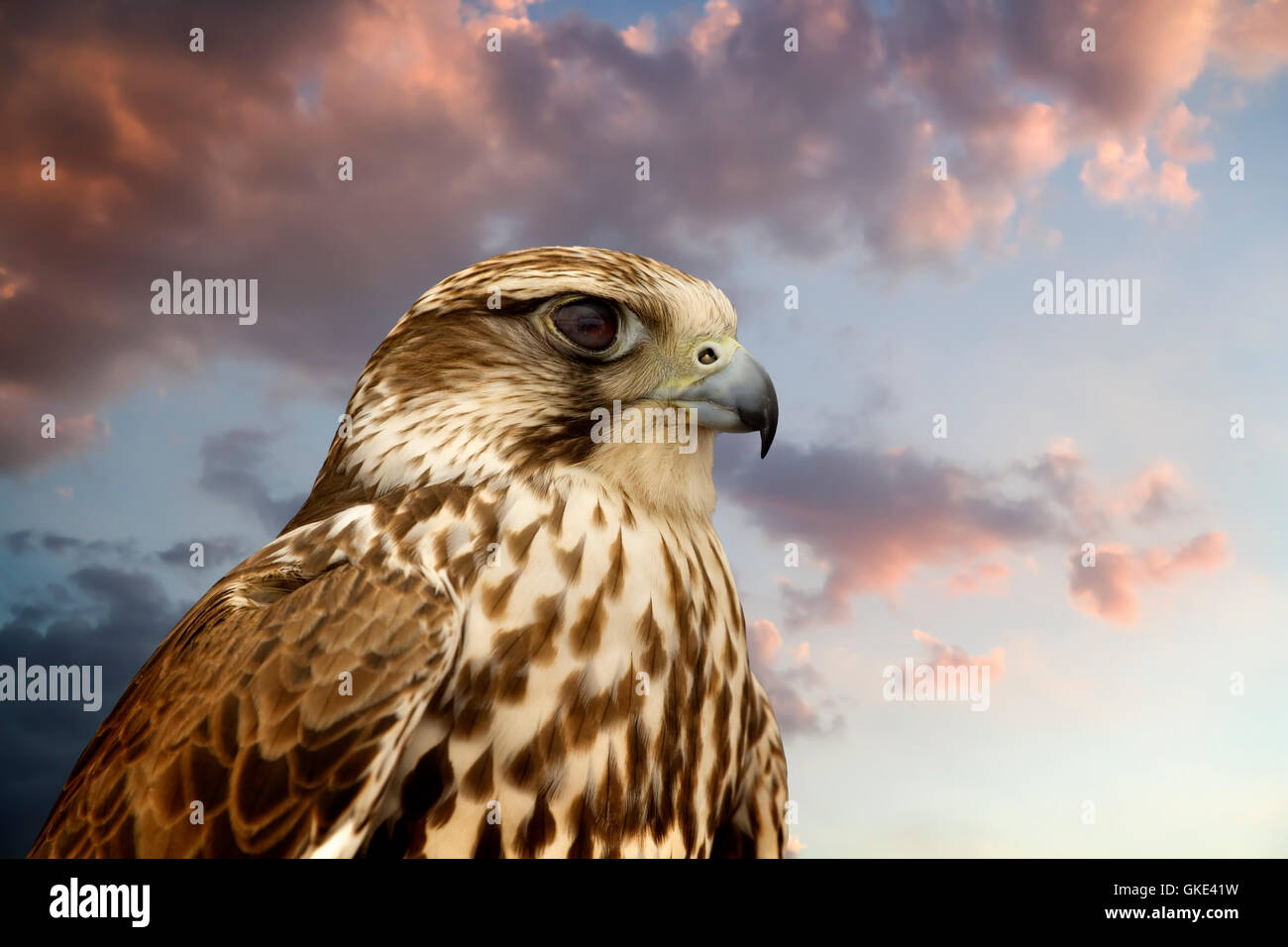 Beautiful falcon hi-res stock photography and images - Alamy