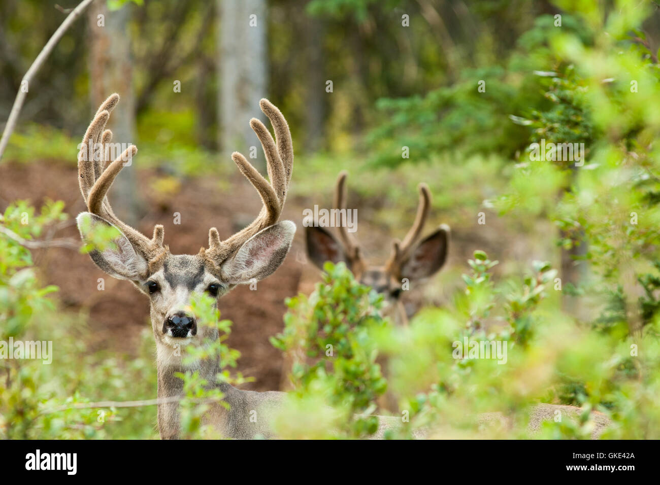 Two mule deer bucks with velvet antlers Stock Photo - Alamy