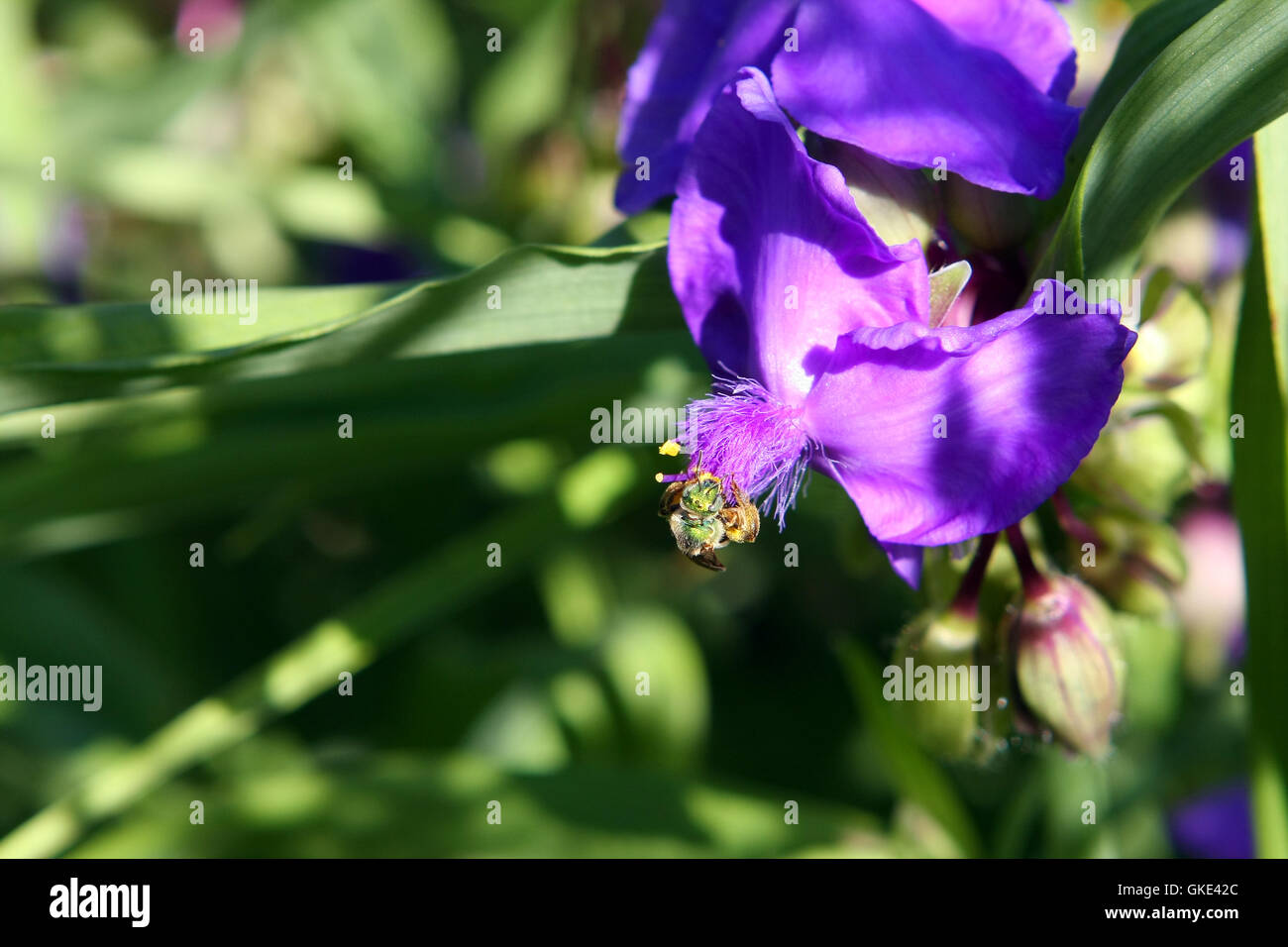 Spiderwort Plant High Resolution Stock Photography and Images - Alamy
