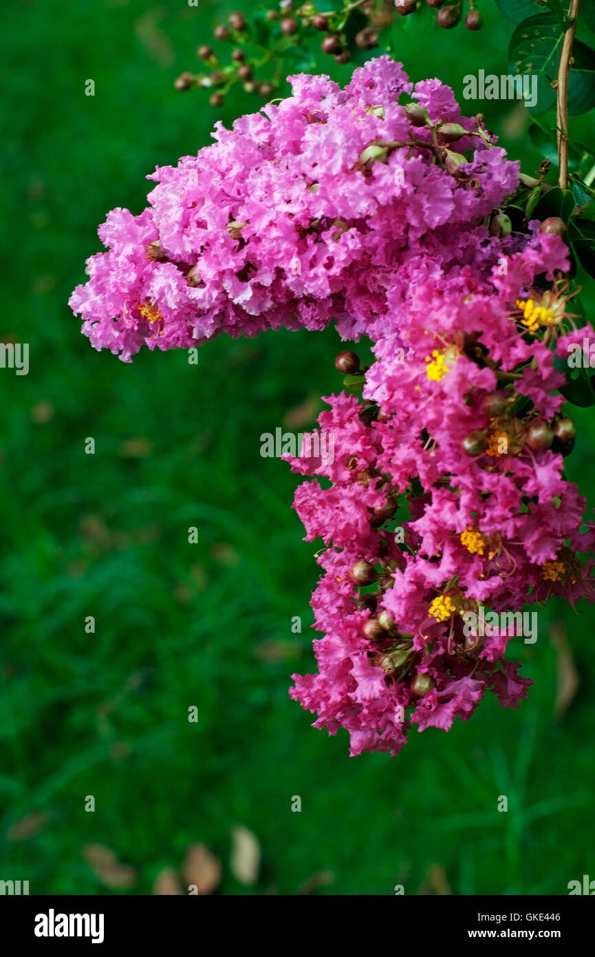 Crape myrtle flower Stock Photo - Alamy
