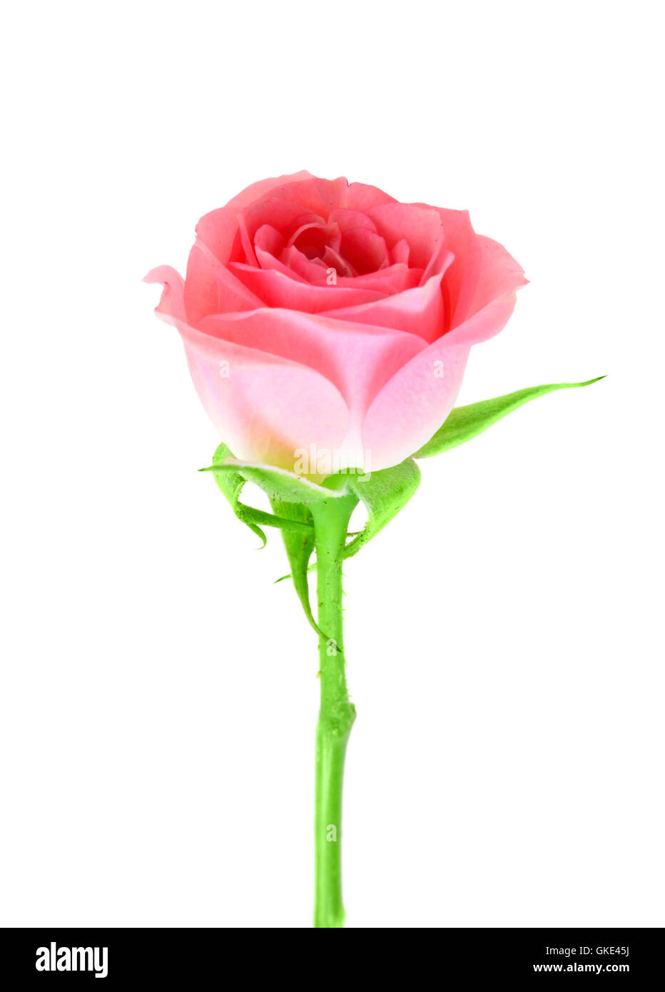Pink flower of rose on a green stalk Stock Photo - Alamy
