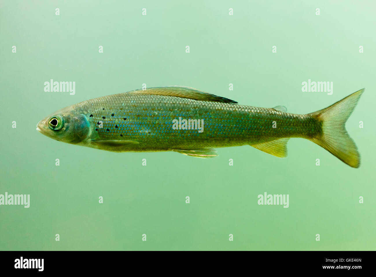 Arctic Grayling (Thymallus arcticus) underwater Stock Photo - Alamy