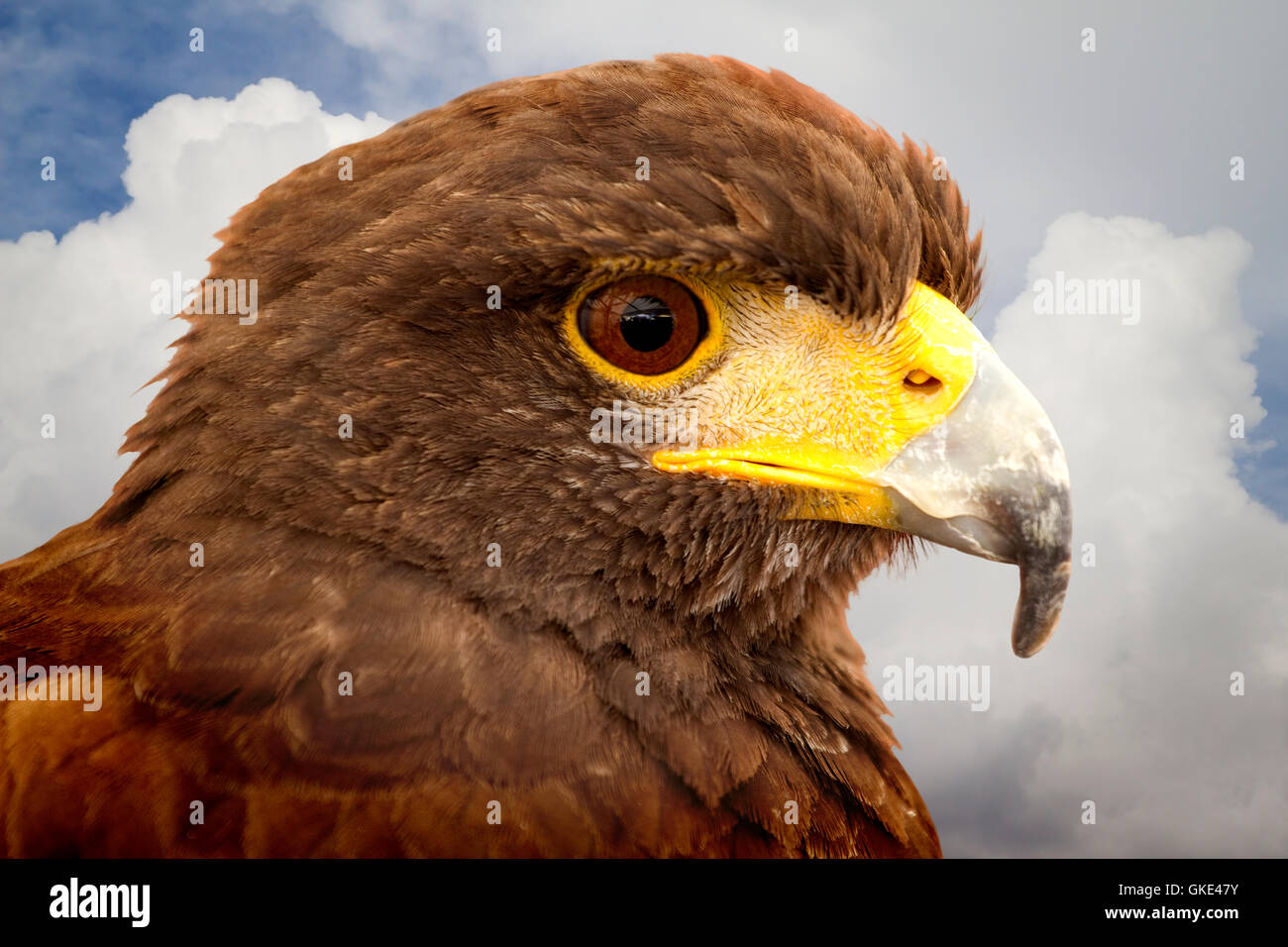 Royal Eagle∩┐╜s head Stock Photo - Alamy