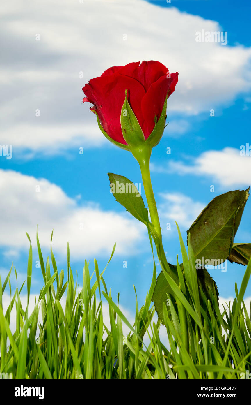 Red rose and clouds Stock Photo - Alamy
