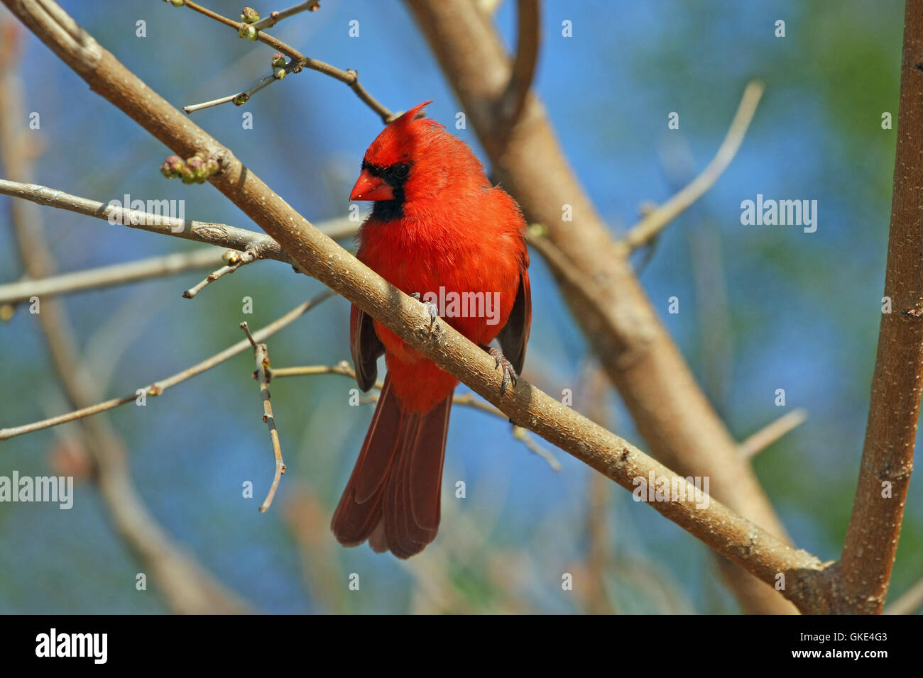 Cardinal Cardinalidae male Stock Photo - Alamy