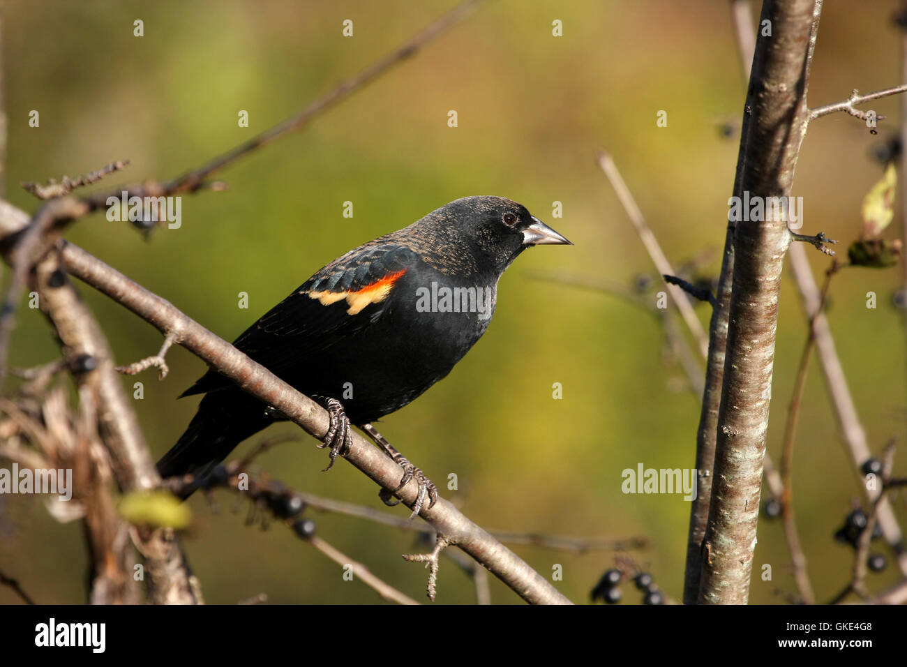 Red-winged Blackbird male Stock Photo - Alamy