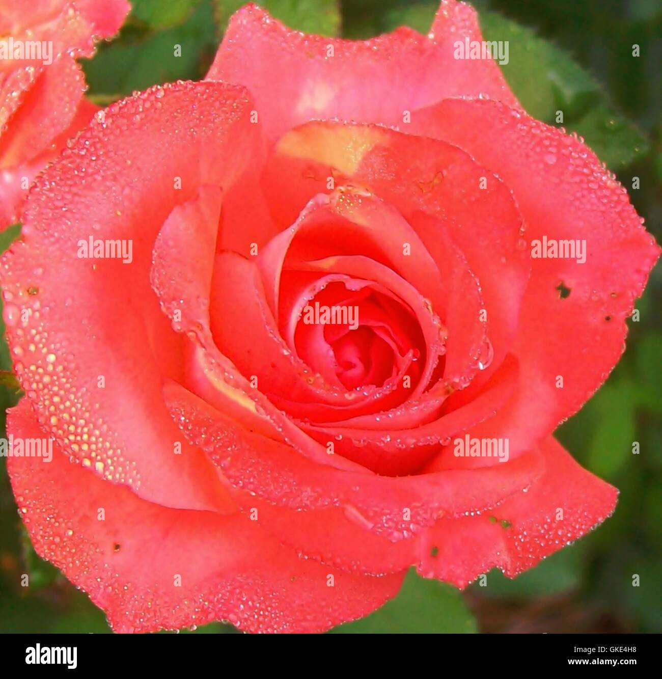water drop rose Stock Photo - Alamy