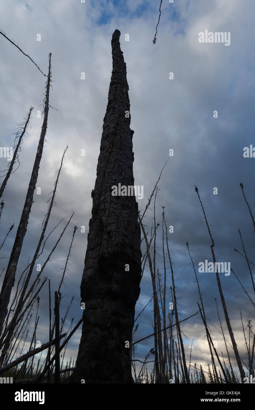 Burned evergreens hi-res stock photography and images - Alamy