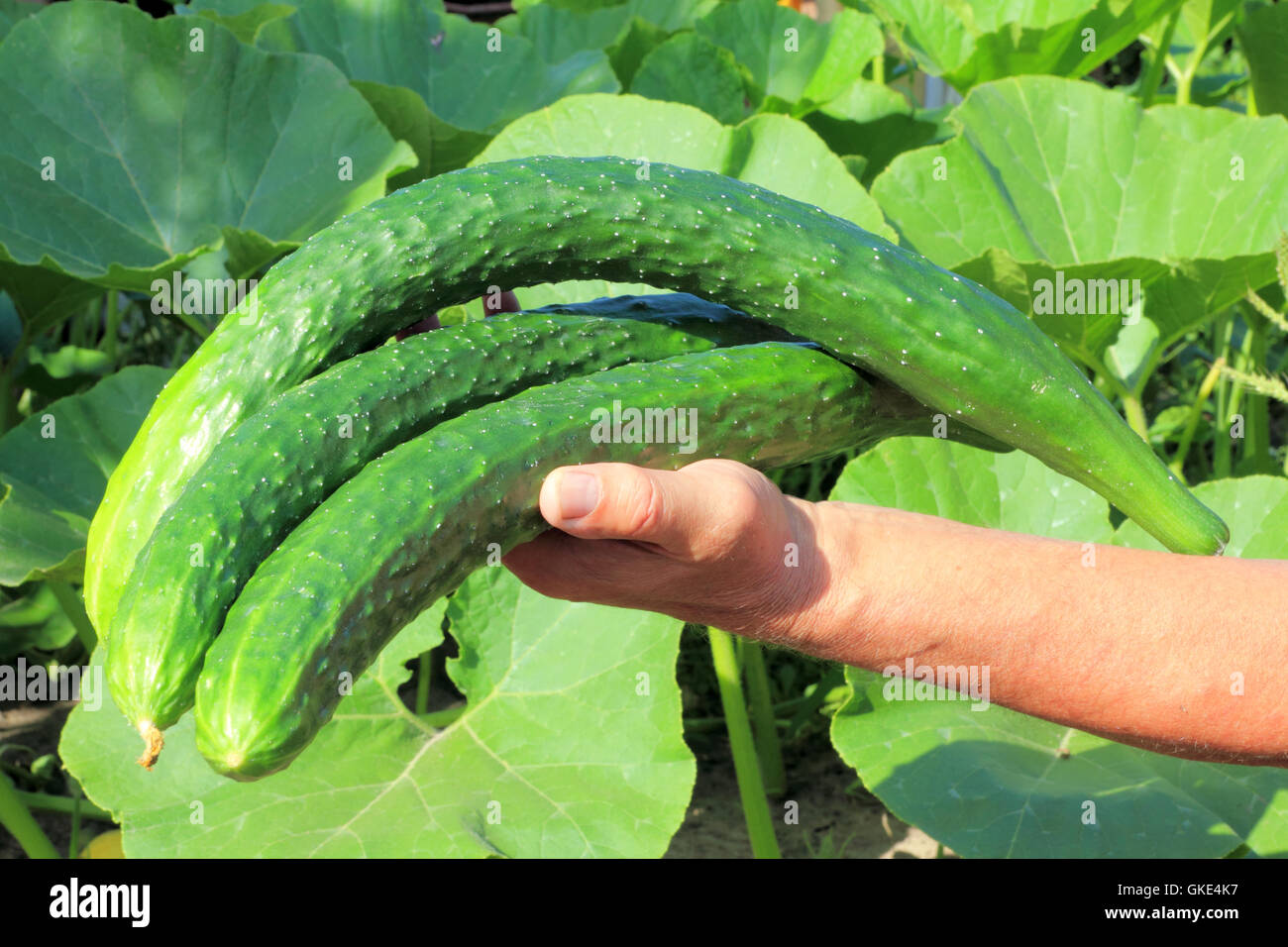 big cucumber in a hand of farmer Stock Photo - Alamy
