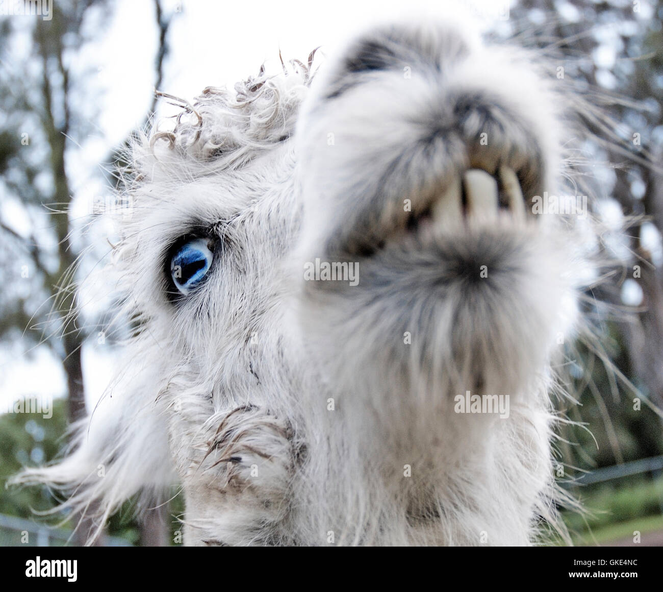 Angry alpaca hi-res stock photography and images - Alamy