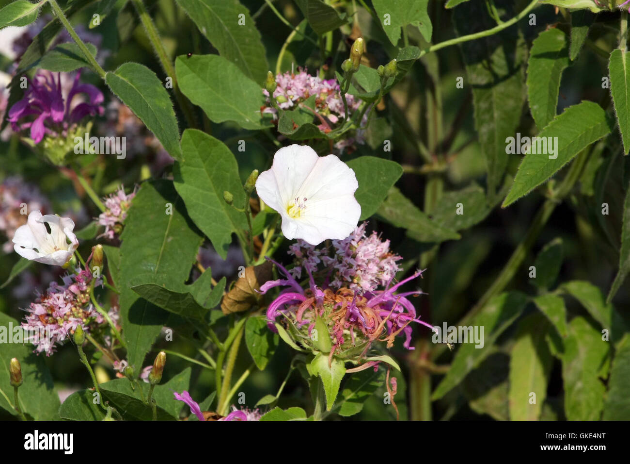 Field Bindweed Flower Stock Photo - Alamy