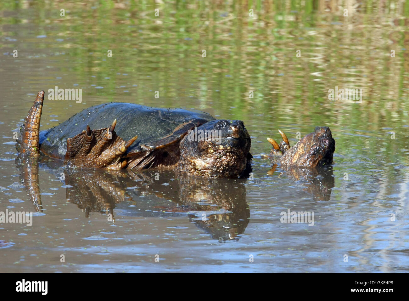 Common Snapping Turtle Chelydra serpentina Stock Photo - Alamy