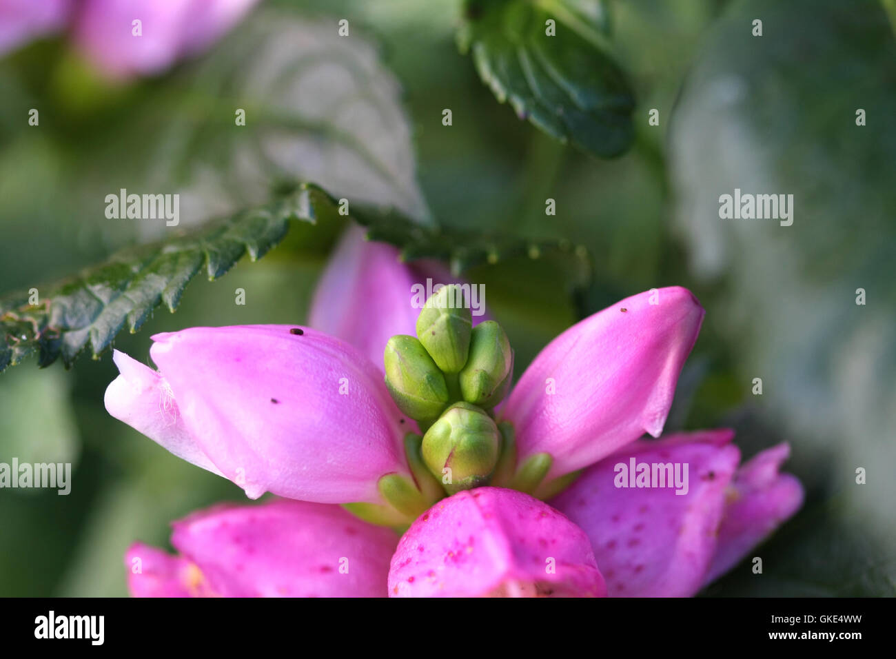 Purple Turtlehead Flower Stock Photo - Alamy