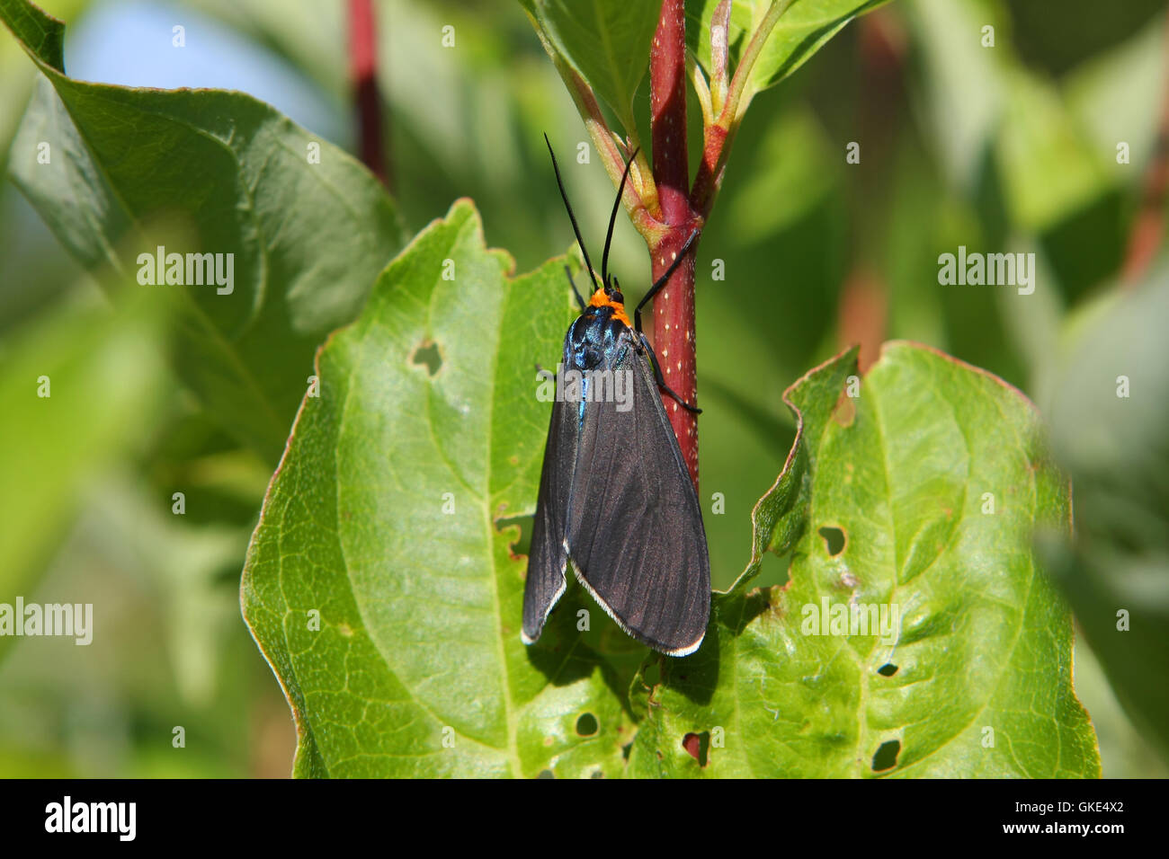 Yellow-collared Scape Moth Stock Photo - Alamy