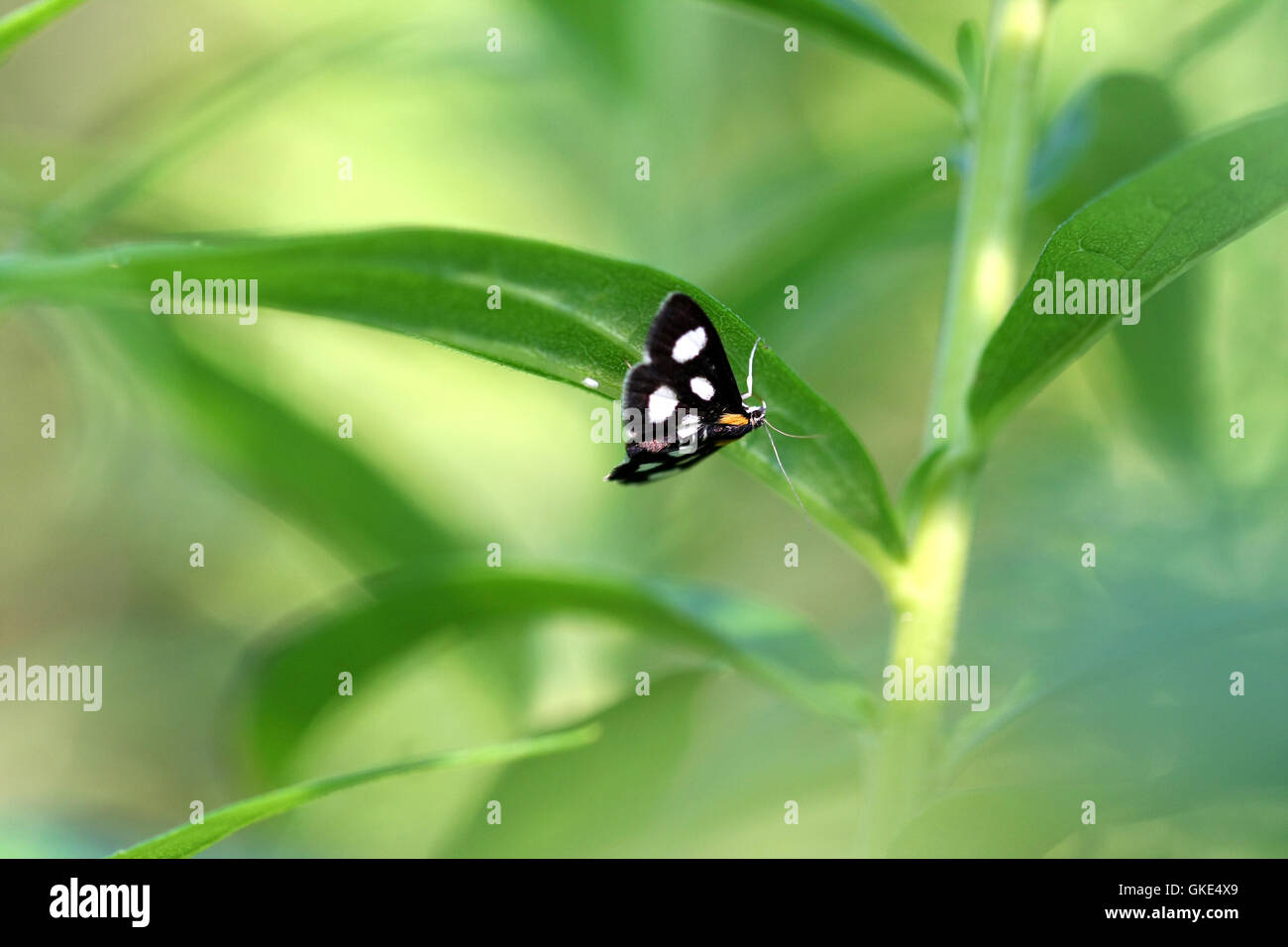 White-spotted Sable Moth Stock Photo - Alamy