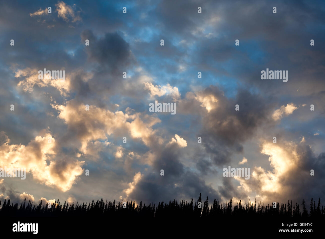 Sunset over boreal forest Stock Photo - Alamy