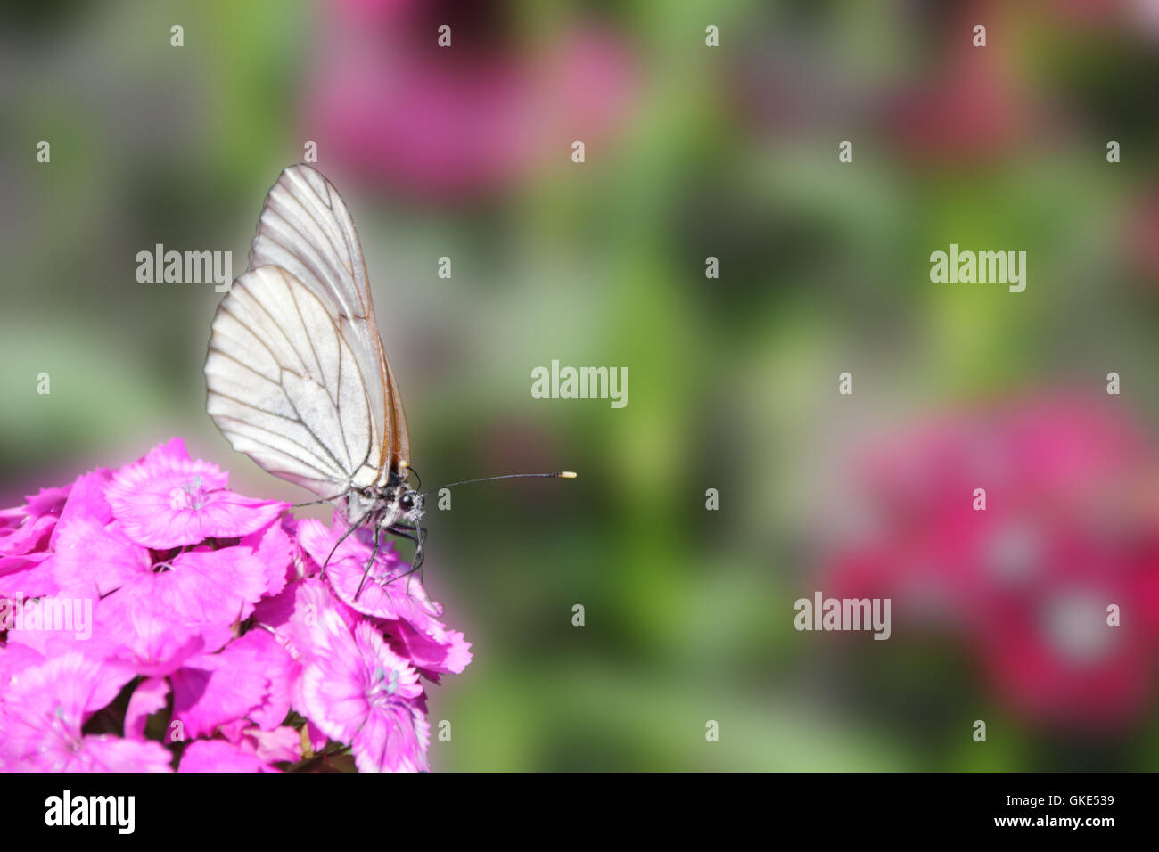 Silver carnation hi-res stock photography and images - Alamy