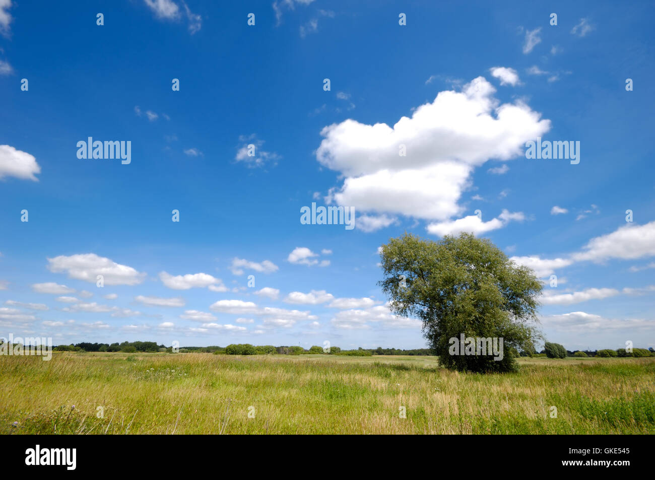 Landscape with tree Stock Photo - Alamy