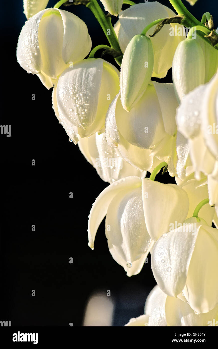 Beautiful sisal hi-res stock photography and images - Alamy