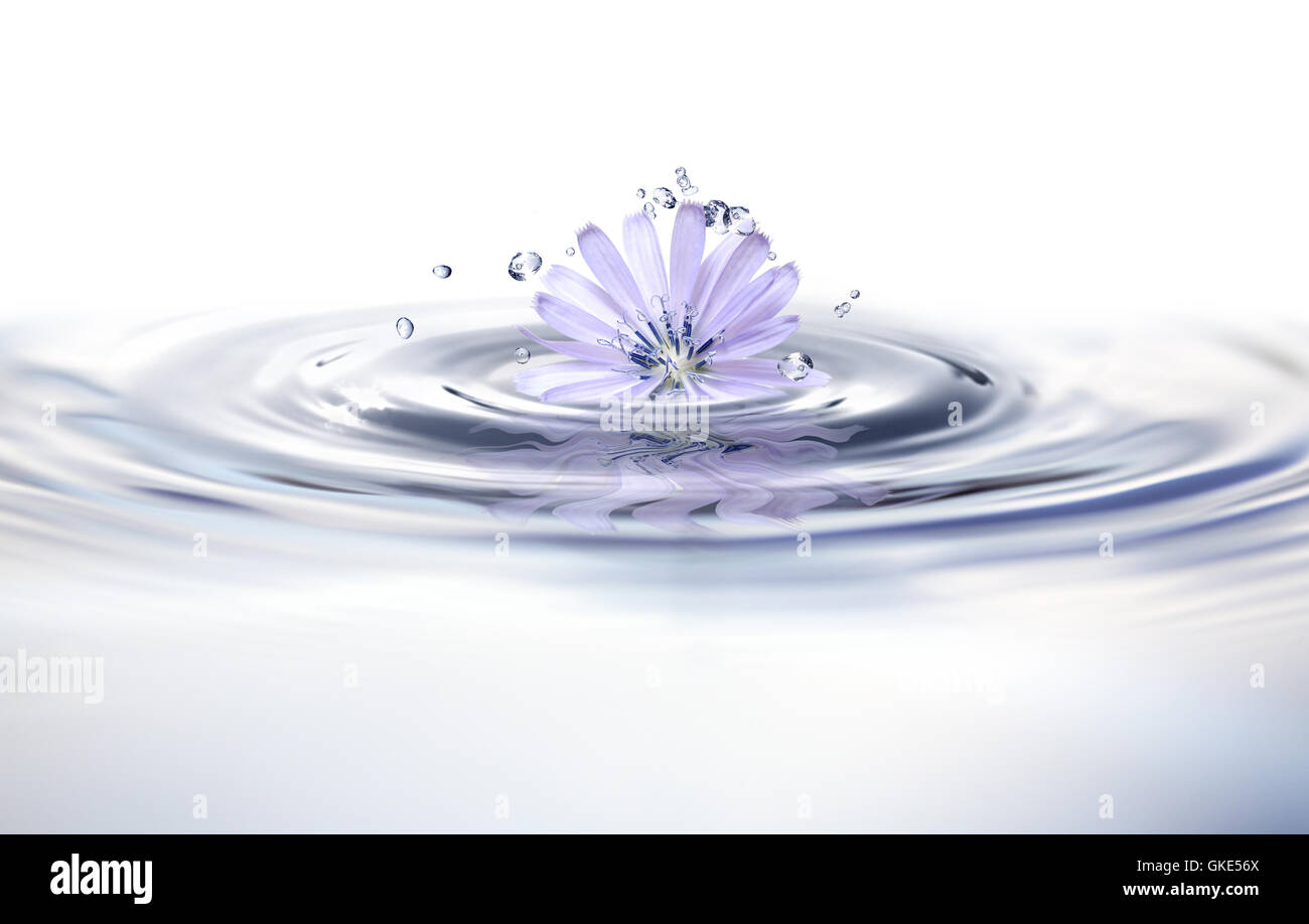 Flower In Water Stock Photo - Alamy
