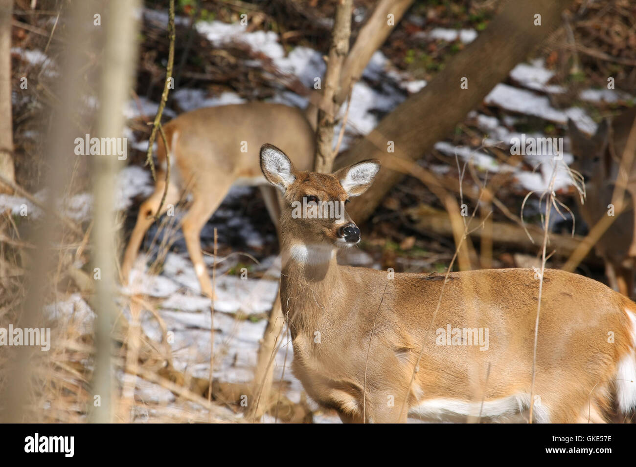 White-tailed Deer Odocoileus virginianus Stock Photo - Alamy