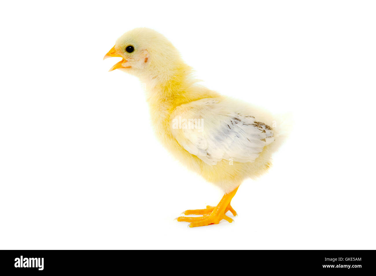 Baby chicken standing Cut Out Stock Images & Pictures - Alamy