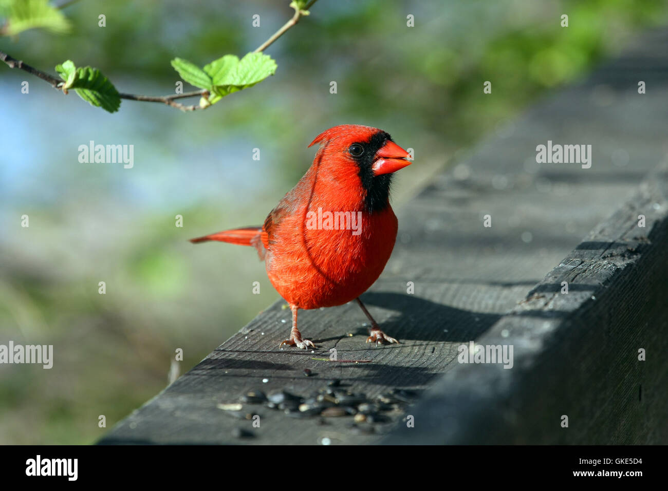 Cardinal Cardinalidae male Stock Photo - Alamy