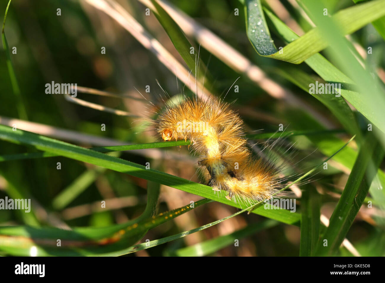 Yellow Bear Caterpillar Stock Photo - Alamy