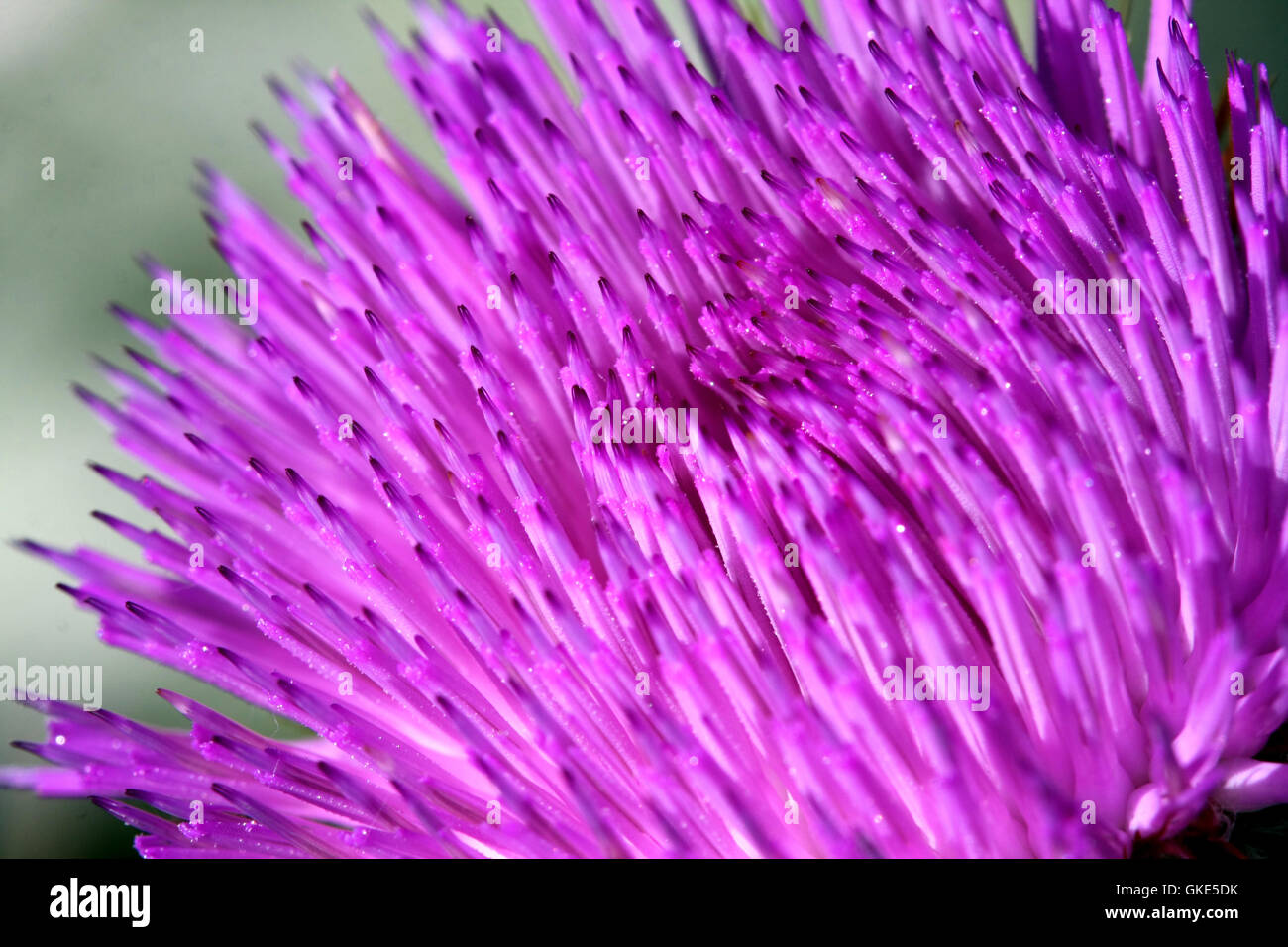 Bull Thistle Flower Stock Photo - Alamy