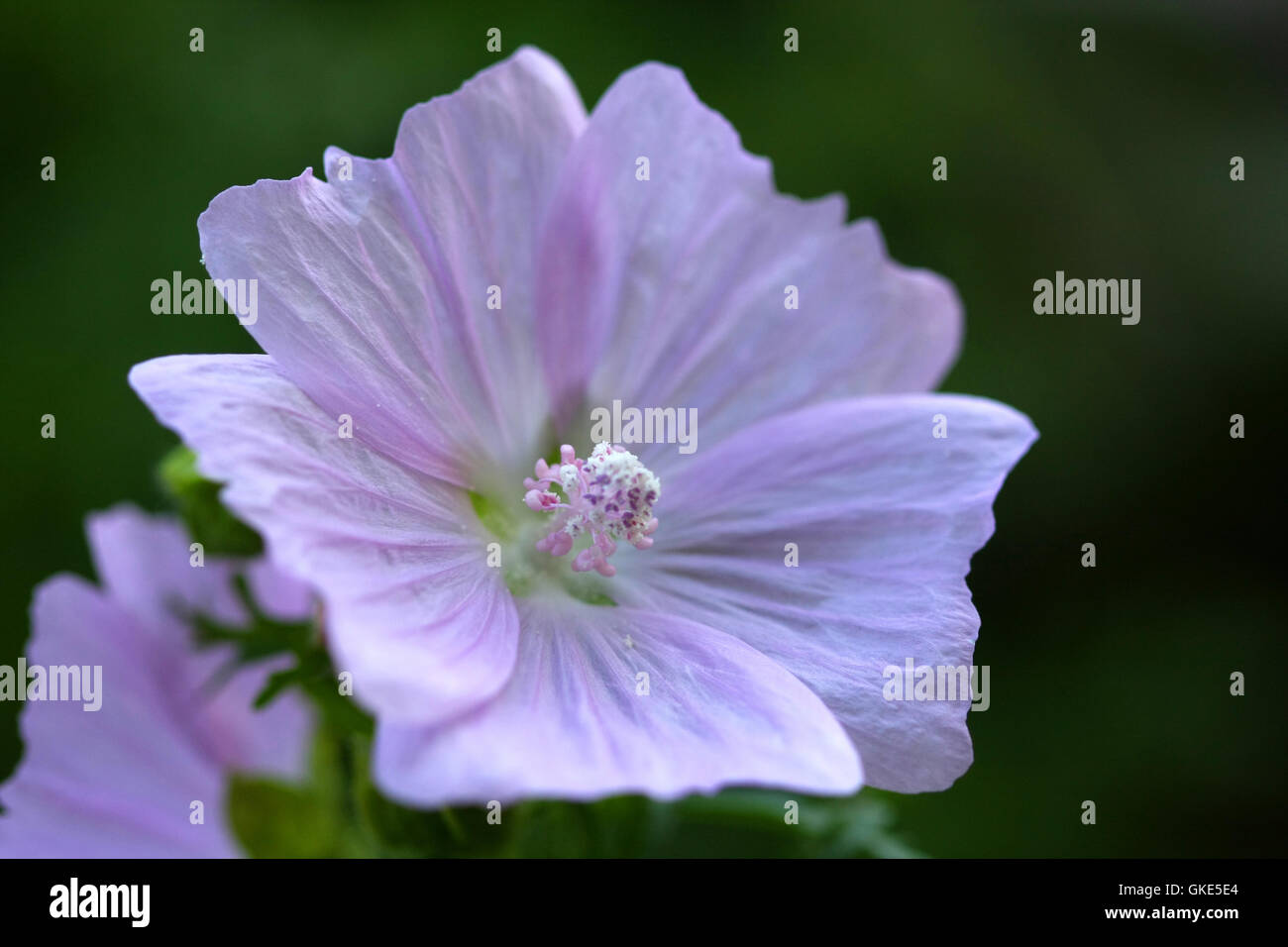 Wild red mallow hi-res stock photography and images - Alamy