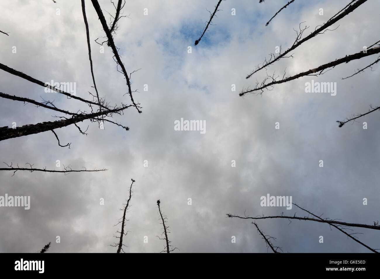 Burned evergreens hi-res stock photography and images - Alamy