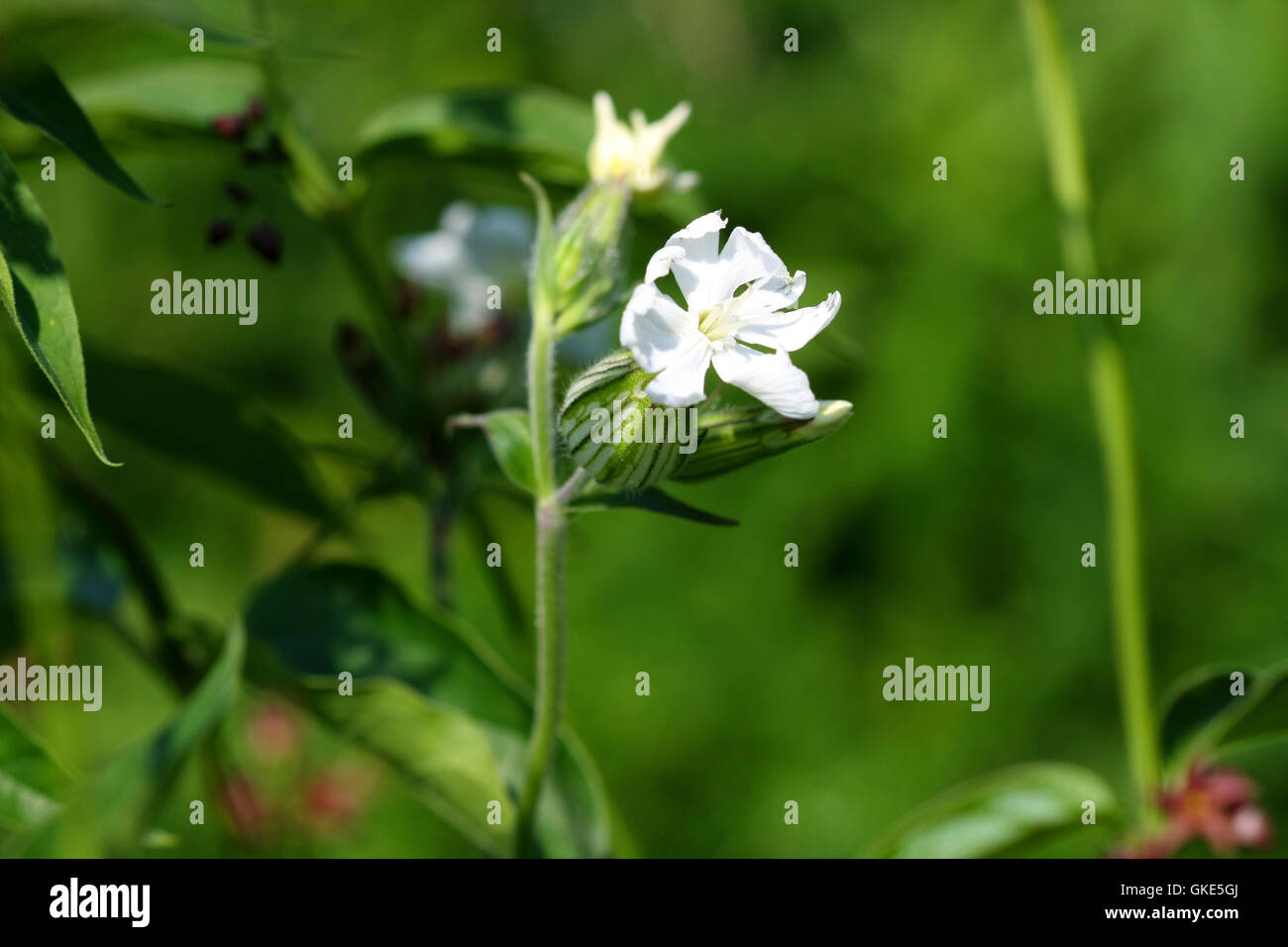 Evening Lychnis Flower Stock Photo - Alamy