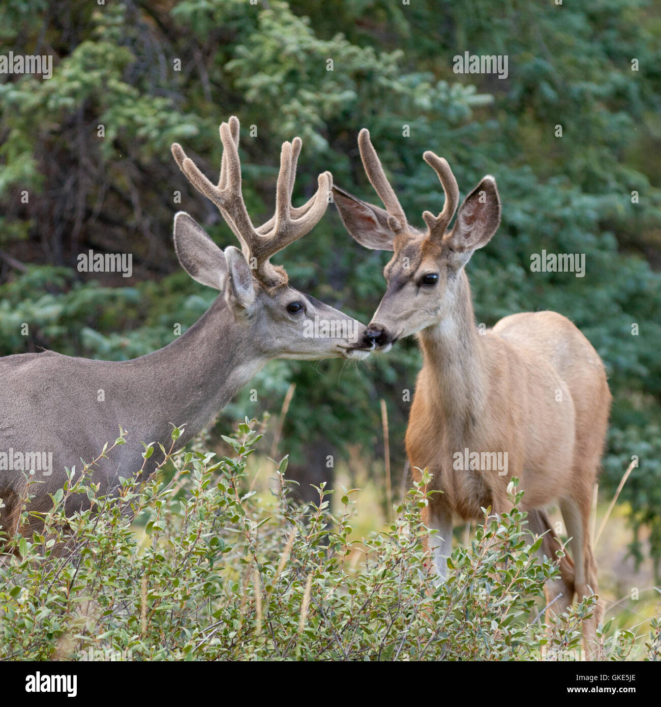 Two mule deer bucks with velvet antlers interact Stock Photo - Alamy