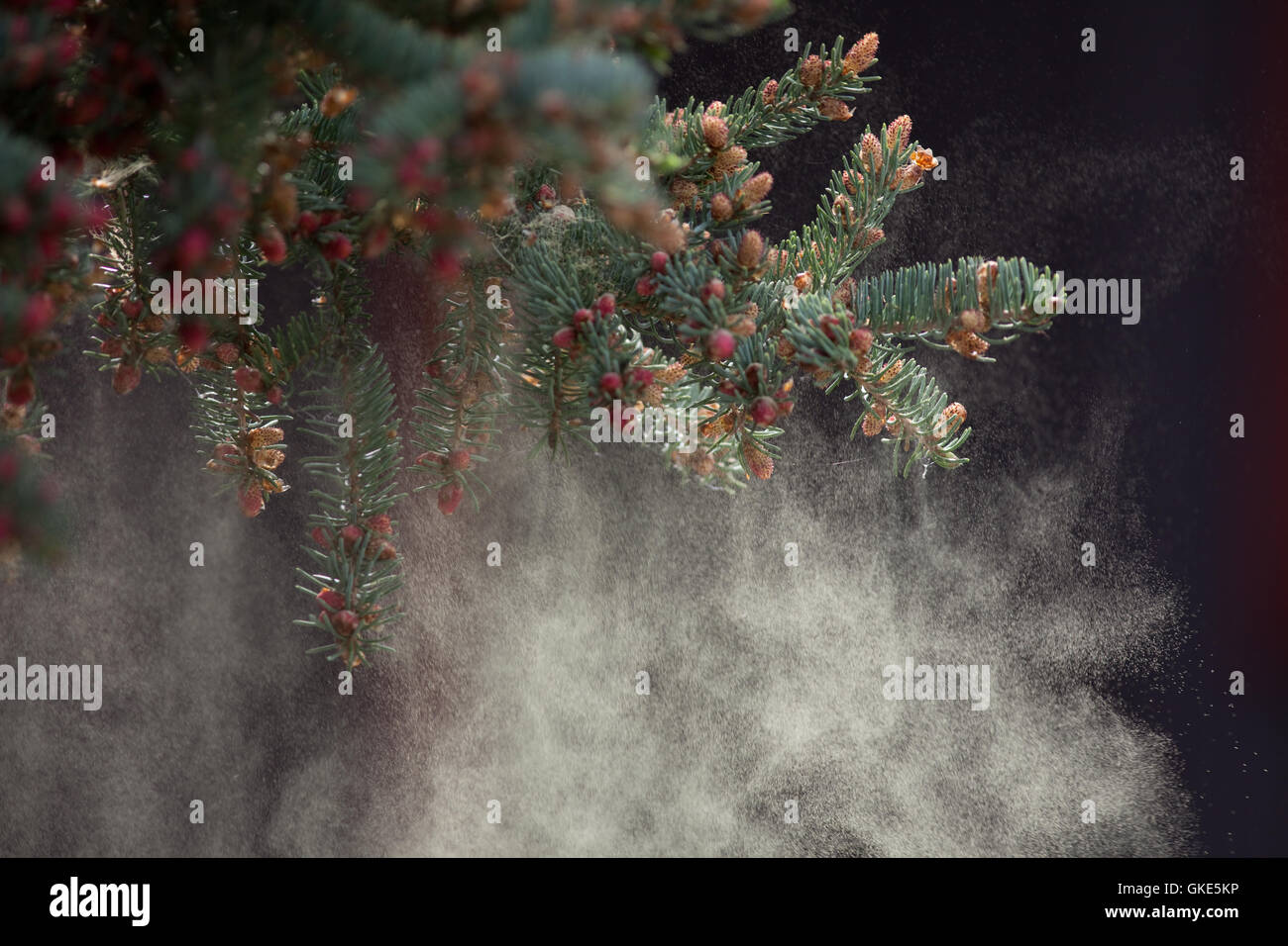 Black Spruce Tree releasing Pollen Stock Photo - Alamy