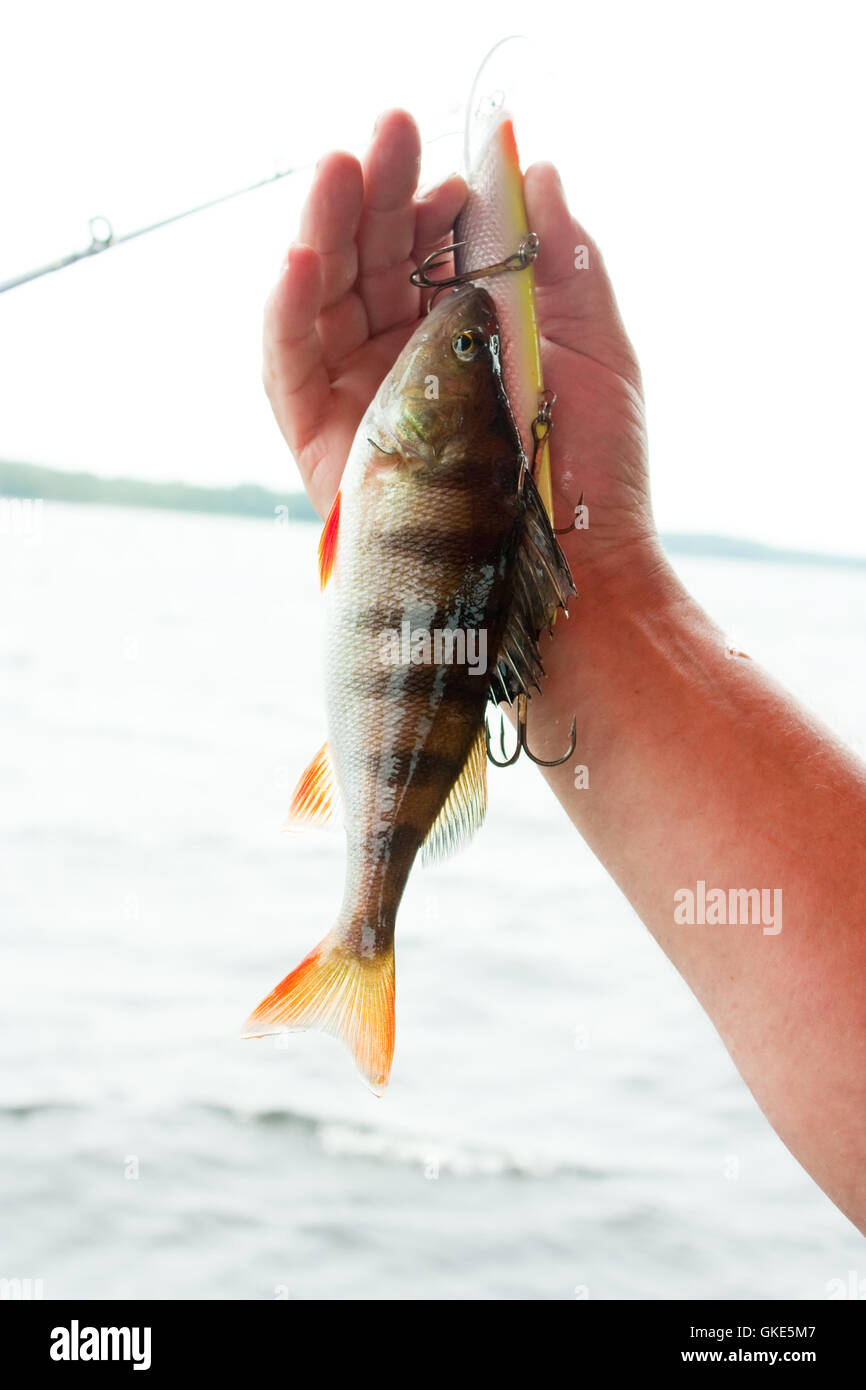 The caught fish in hand Stock Photo - Alamy