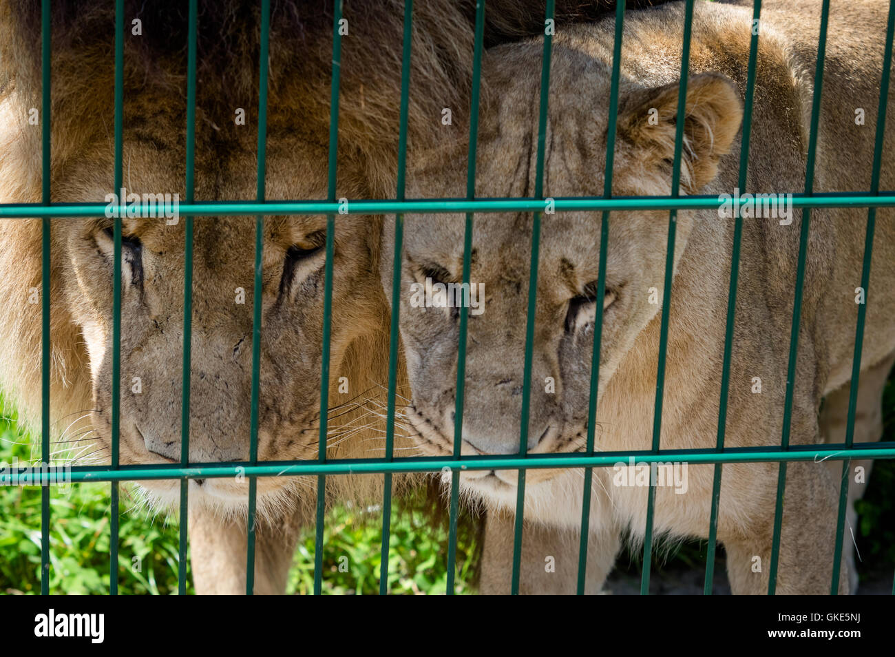 Mane lioness hi-res stock photography and images - Alamy