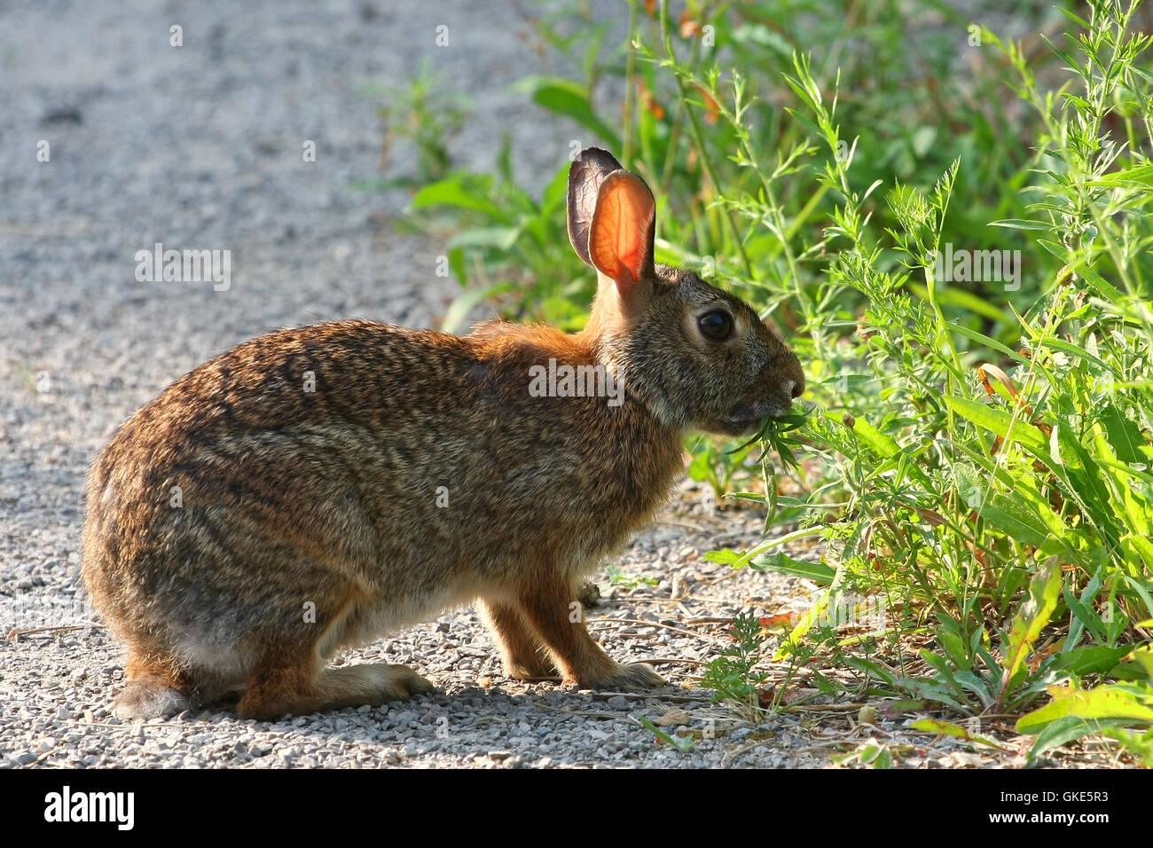 Peter cottontail hi-res stock photography and images - Alamy