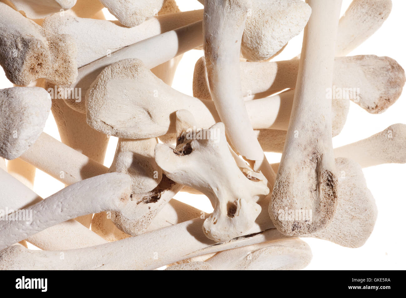 Dead animal bone pile hi-res stock photography and images - Alamy